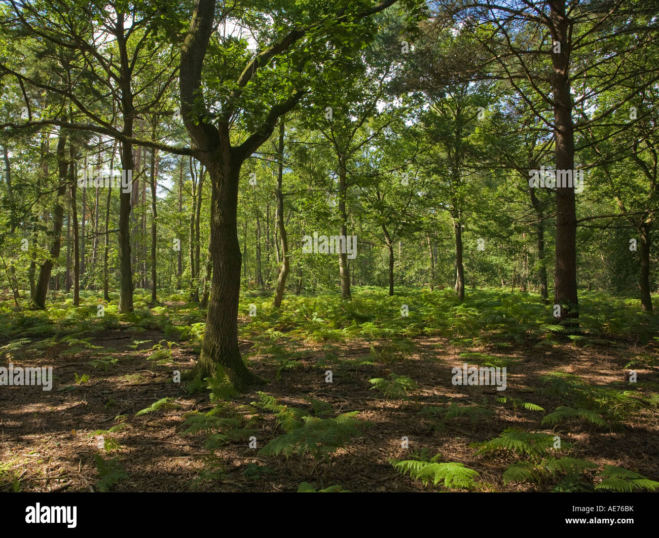 Trees and ferns in a wood in the Surrey hills Surrey Stock Photo - Alamy