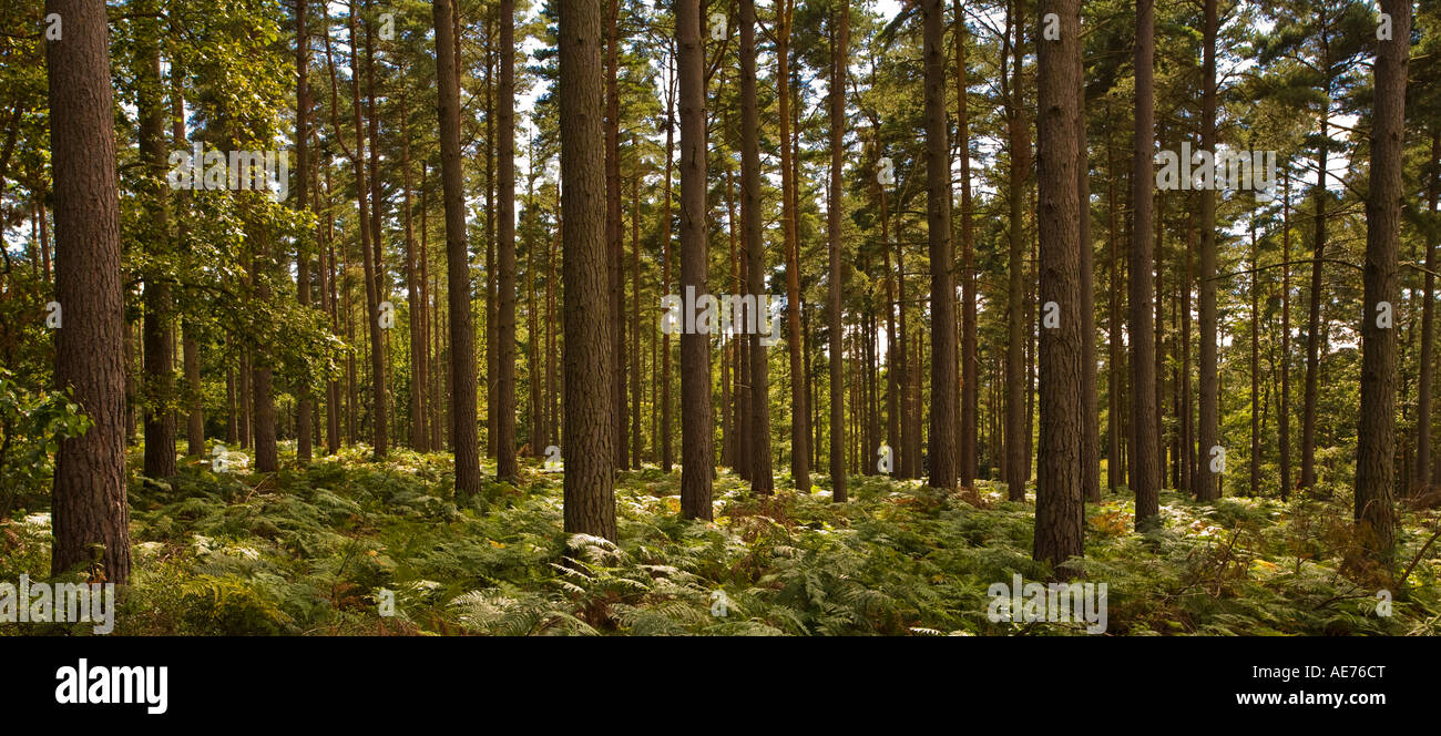 Trees and ferns in a wood in the Surrey Hills Surrey Stock Photo - Alamy