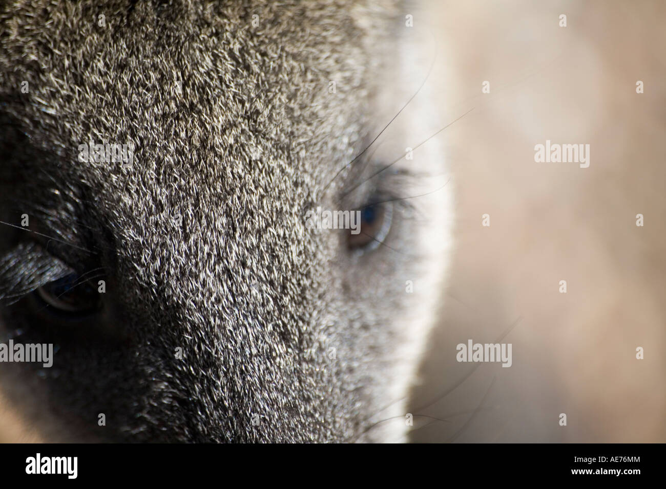 Cleland wildlife park hi-res stock photography and images - Alamy
