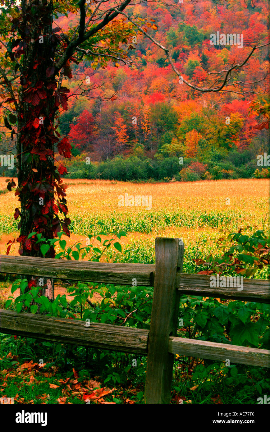 Corn field between fence and hillside of autumn trees Vermont USA Stock ...