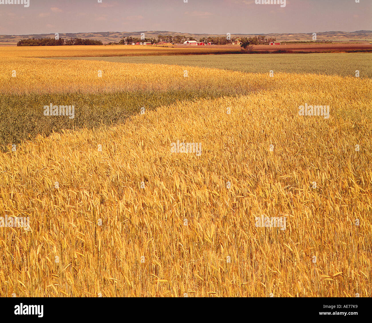 Corn field at high river in alberta hi-res stock photography and images ...