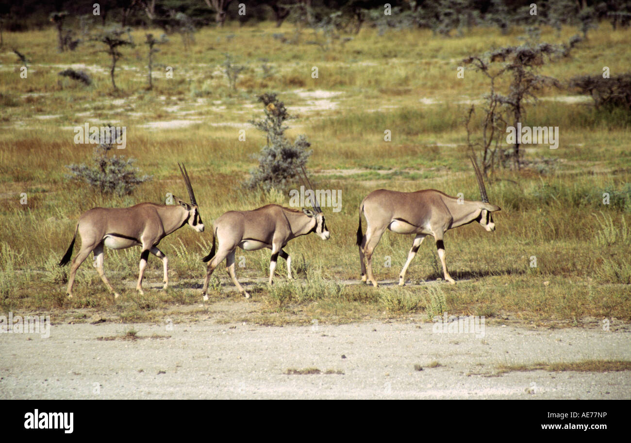 Beisas oryx hi-res stock photography and images - Alamy