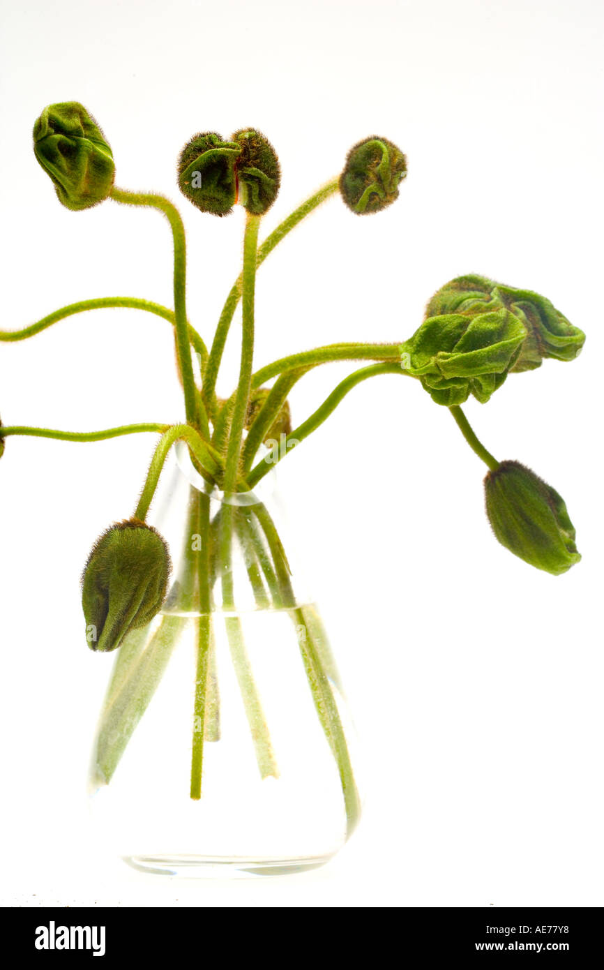 Ugly flowers hi-res stock photography and images - Alamy