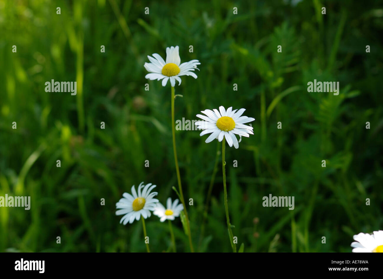 Ox eye daisies Stock Photo - Alamy