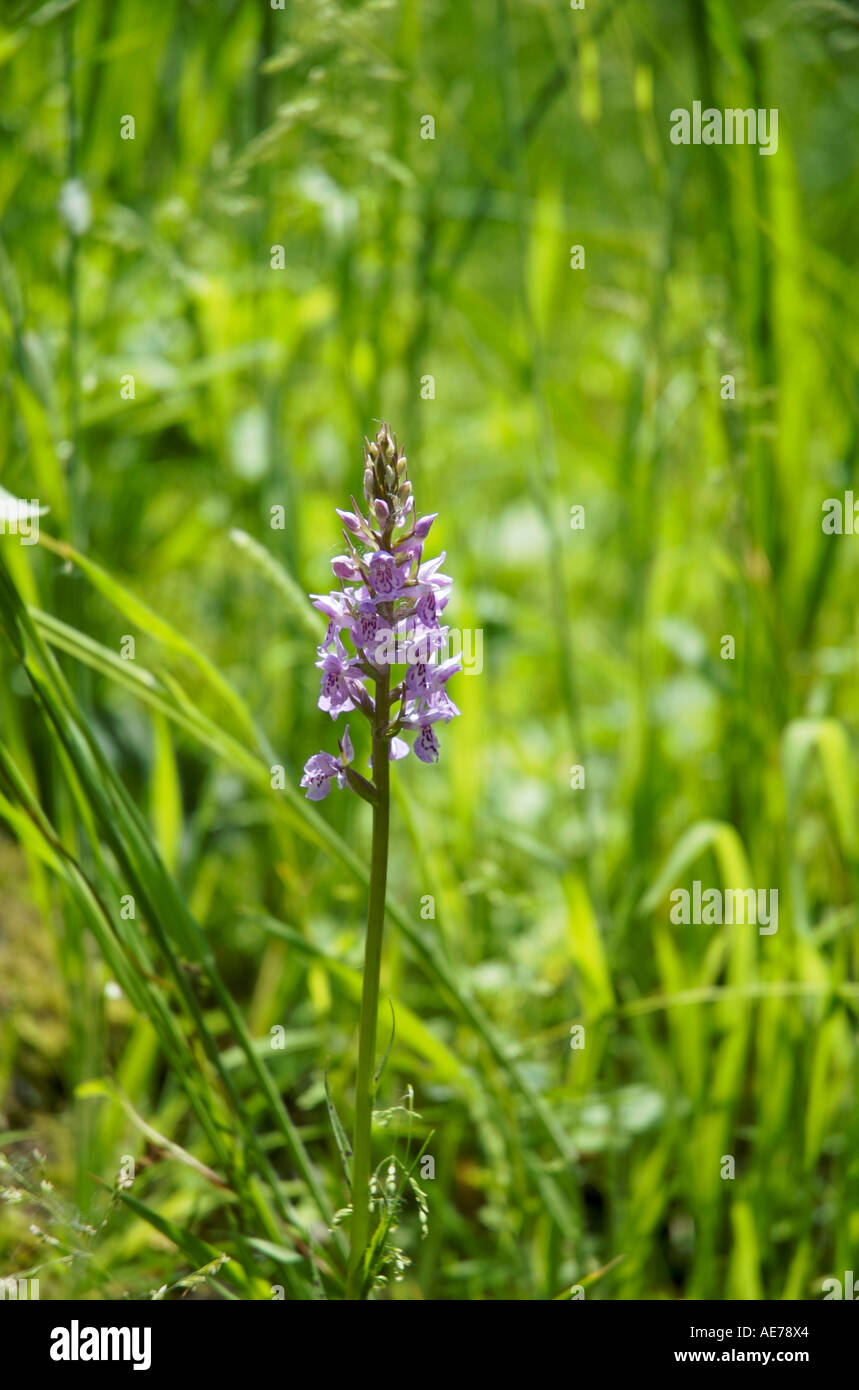 Common spotted orchid Stock Photo - Alamy