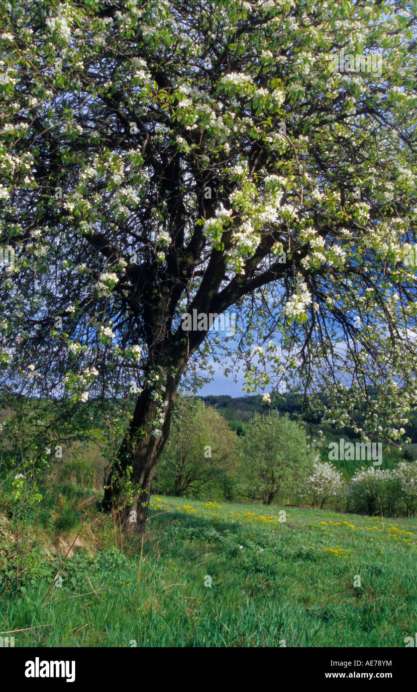 Spring blooming tree Stock Photo - Alamy