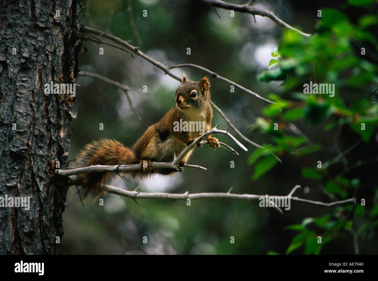 Arctic ground squirrels hi-res stock photography and images - Alamy