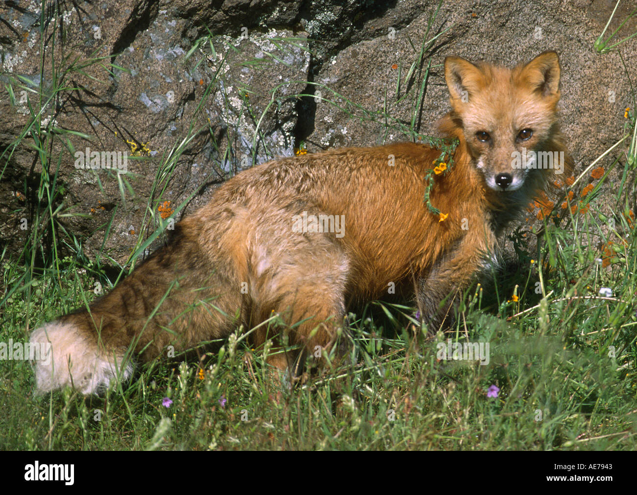 Red fox coloration hi-res stock photography and images - Alamy