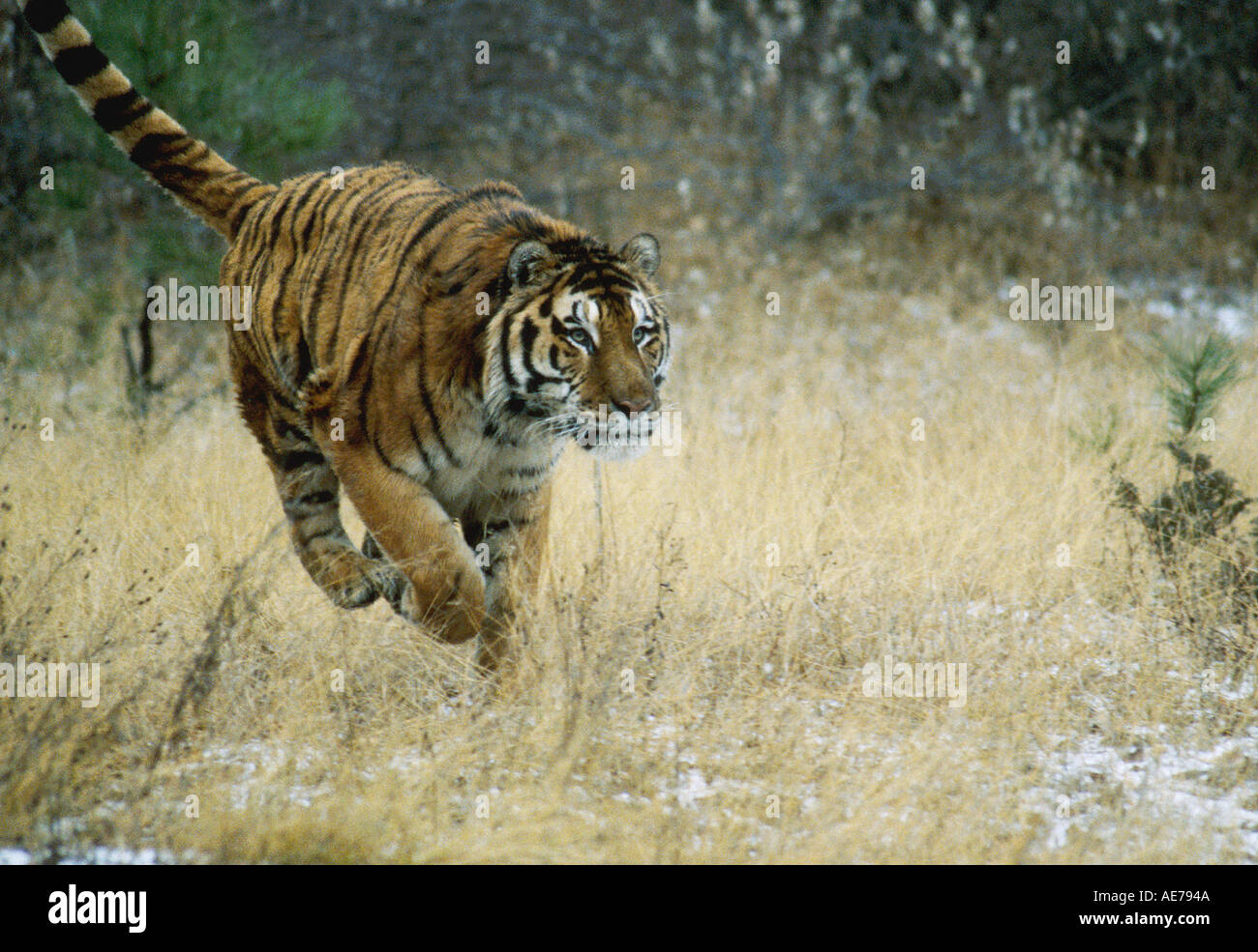 Siberian tiger charging Stock Photo - Alamy