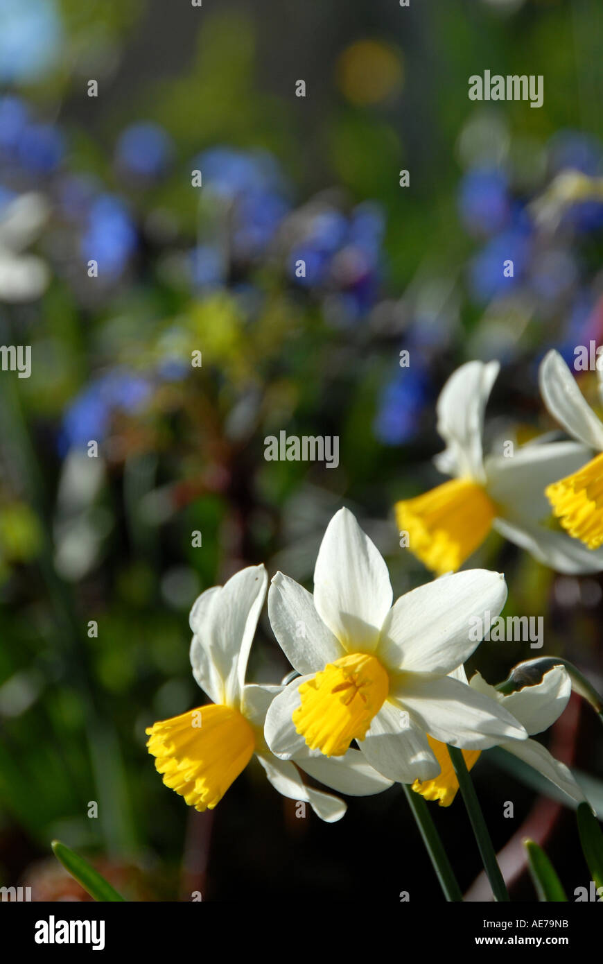 Spring flowers Botanical Gardens Sheffield South Yorkshire U K Stock ...