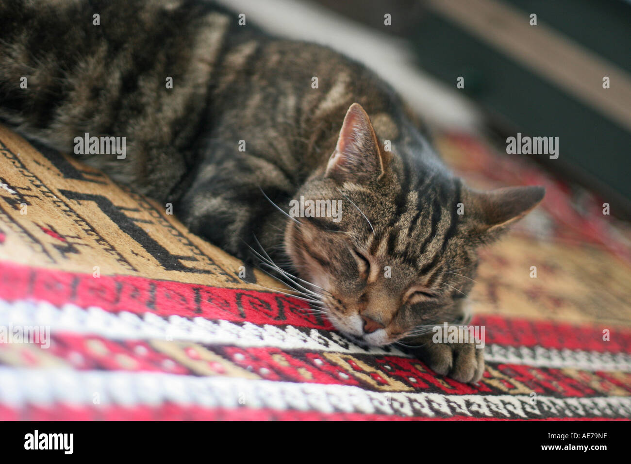 Cat sleeping on Afghan rug Stock Photo - Alamy