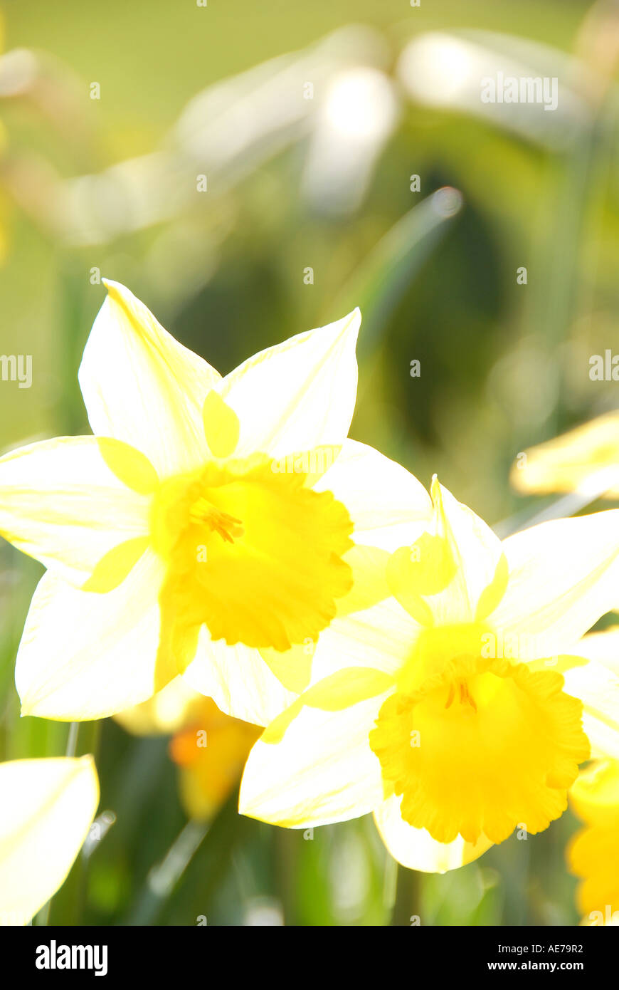 Spring flowers Botanical Gardens Sheffield South Yorkshire U K Stock ...