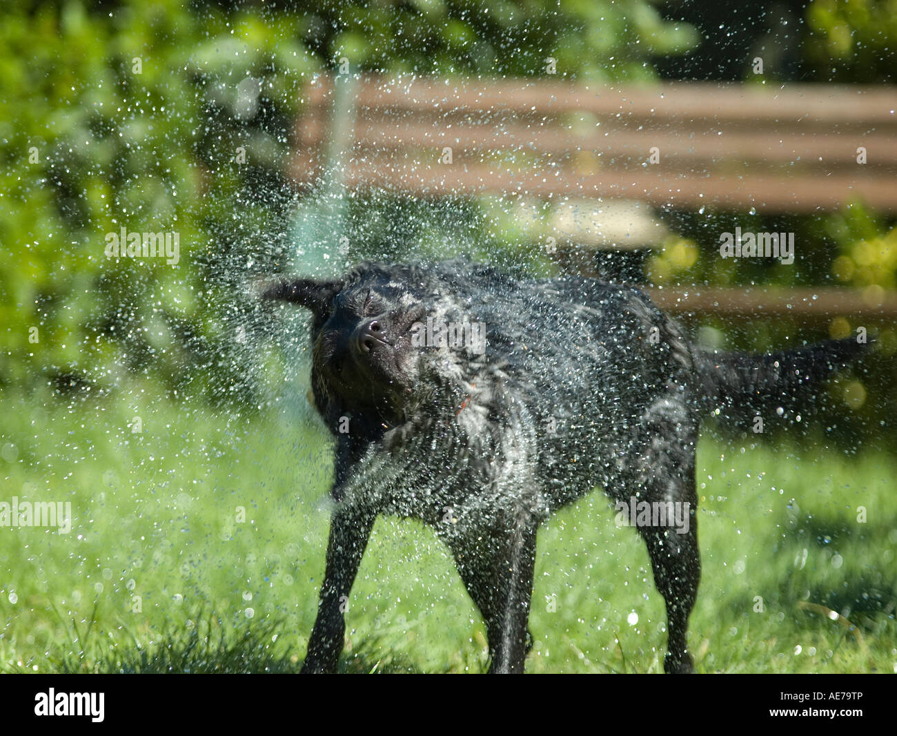 Very wet dog shaking water off Stock Photo - Alamy