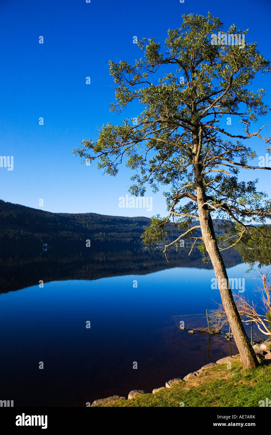 Lake Titisee - Black Forest Germany Stock Photo - Alamy