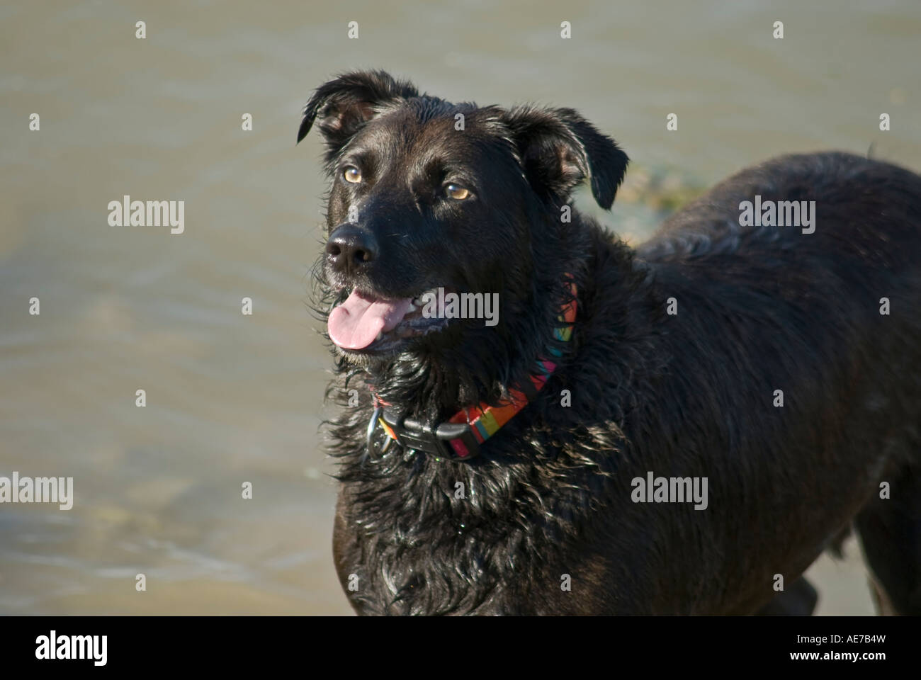 BLACK LABRADOR CROSS RESCUE DOG Stock Photo - Alamy