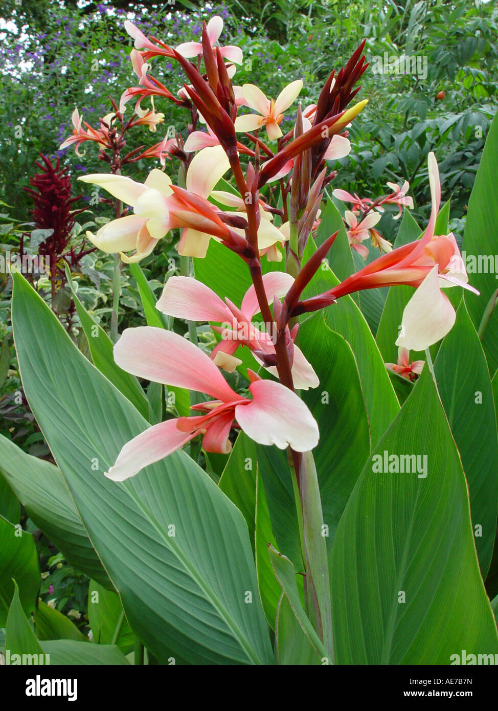 Light pink flowers and glaucous foliage of Canna Panache Stock Photo ...