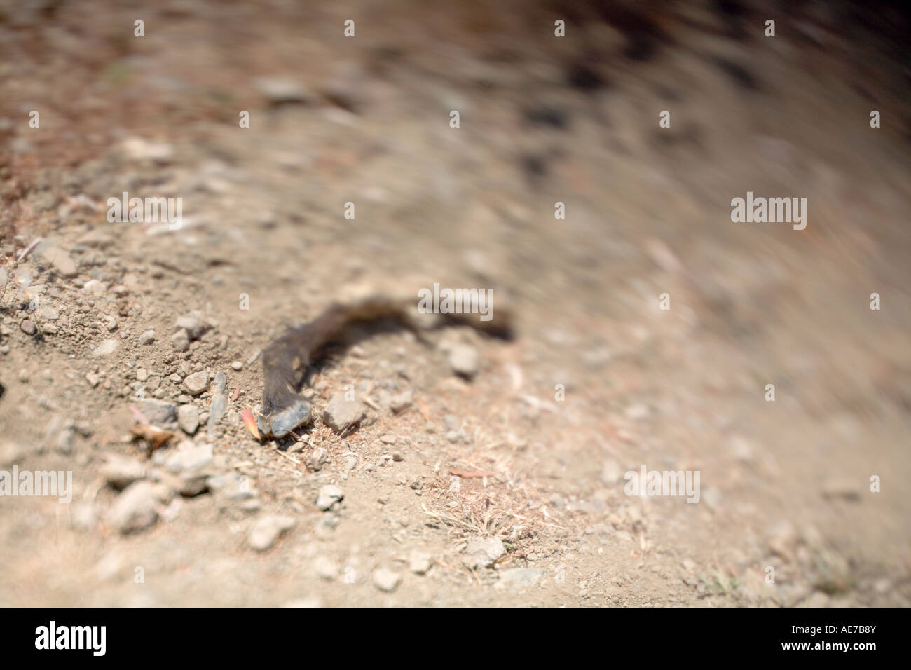 Severed leg of a goat lying on a rocky ground Stock Photo - Alamy