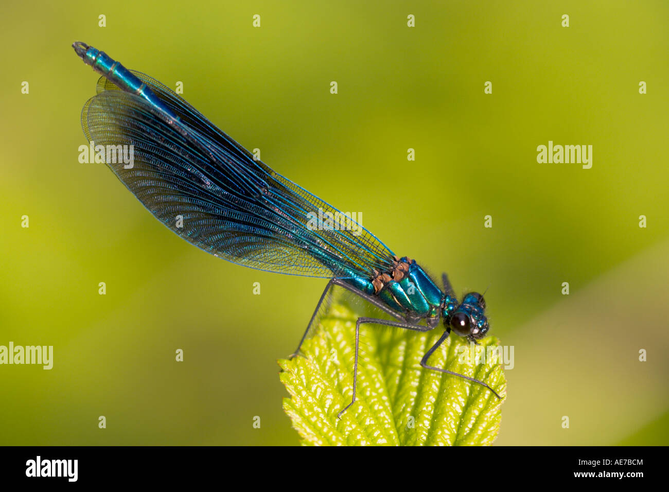 Gebaenderte prachtlibelle hi-res stock photography and images - Alamy