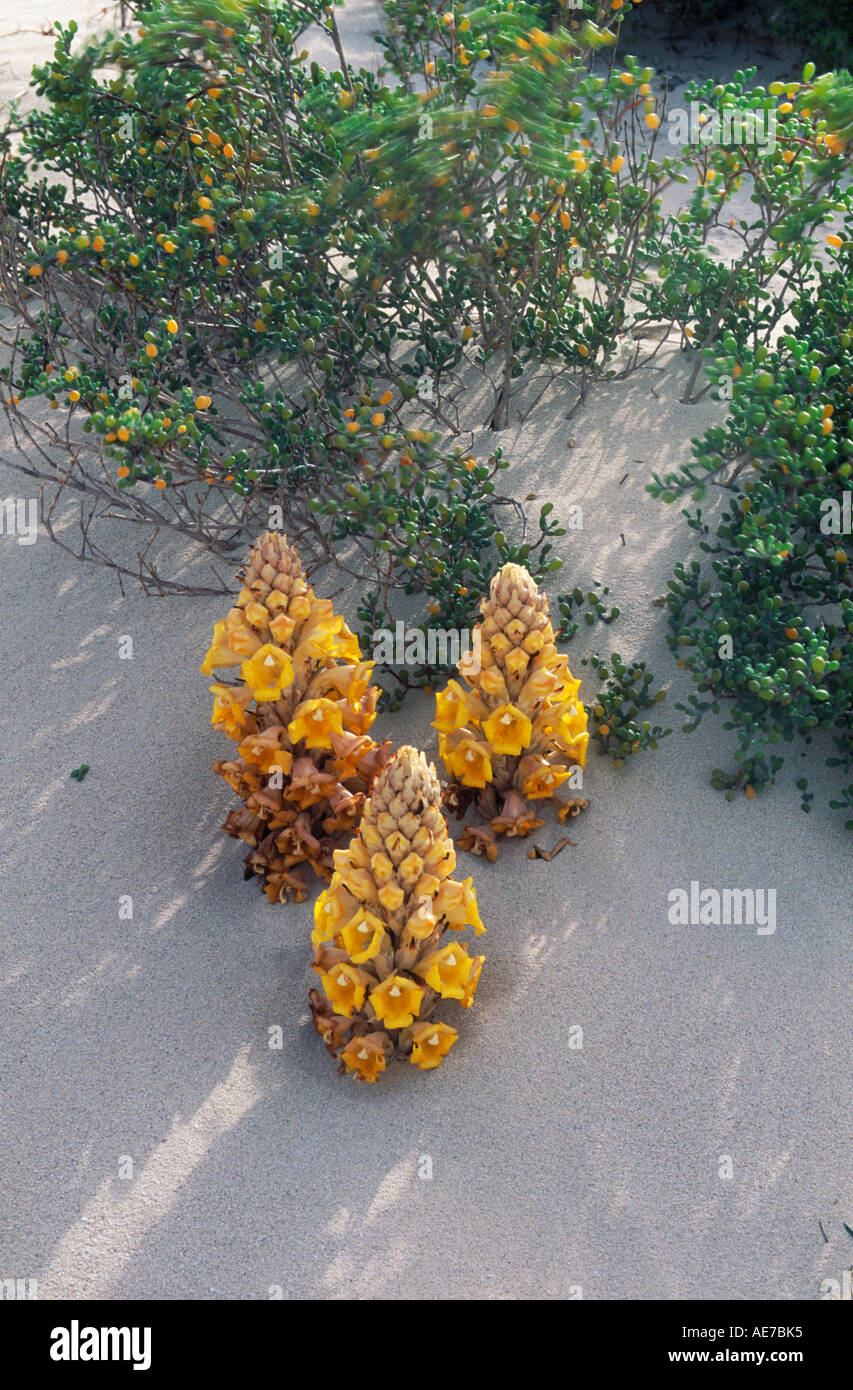Parasitic Desert Hyacinth,(Cistanche Tubulosa) Jebel Ali,United Arab ...