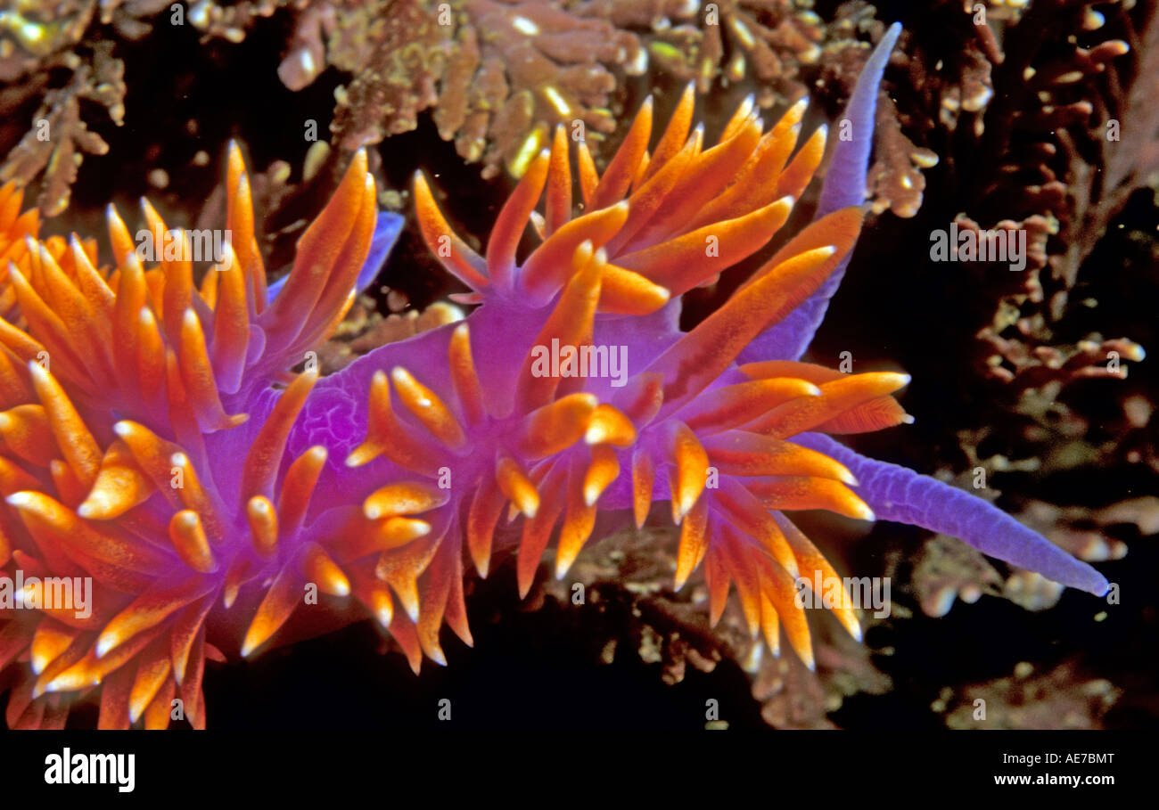 Spanish shawl sea slug hi-res stock photography and images - Alamy