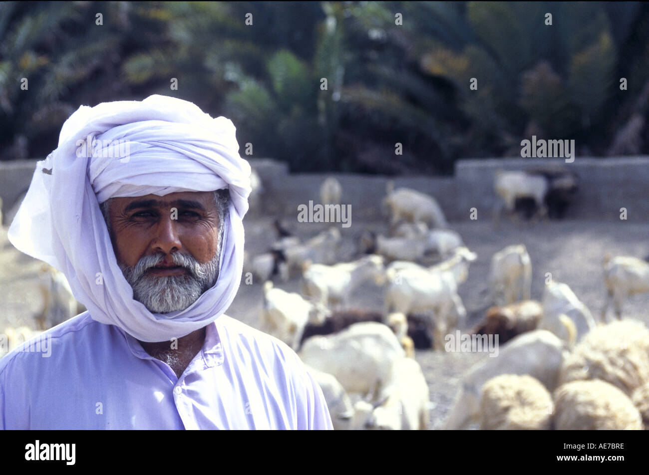Al Ain Arabic Goat Herder & His Flock.United Arab Emirates Stock Photo ...