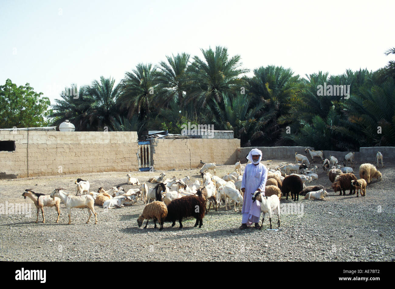 Al Ain Arabic Goat Herder & His Flock,United Arab Emirates Stock Photo ...