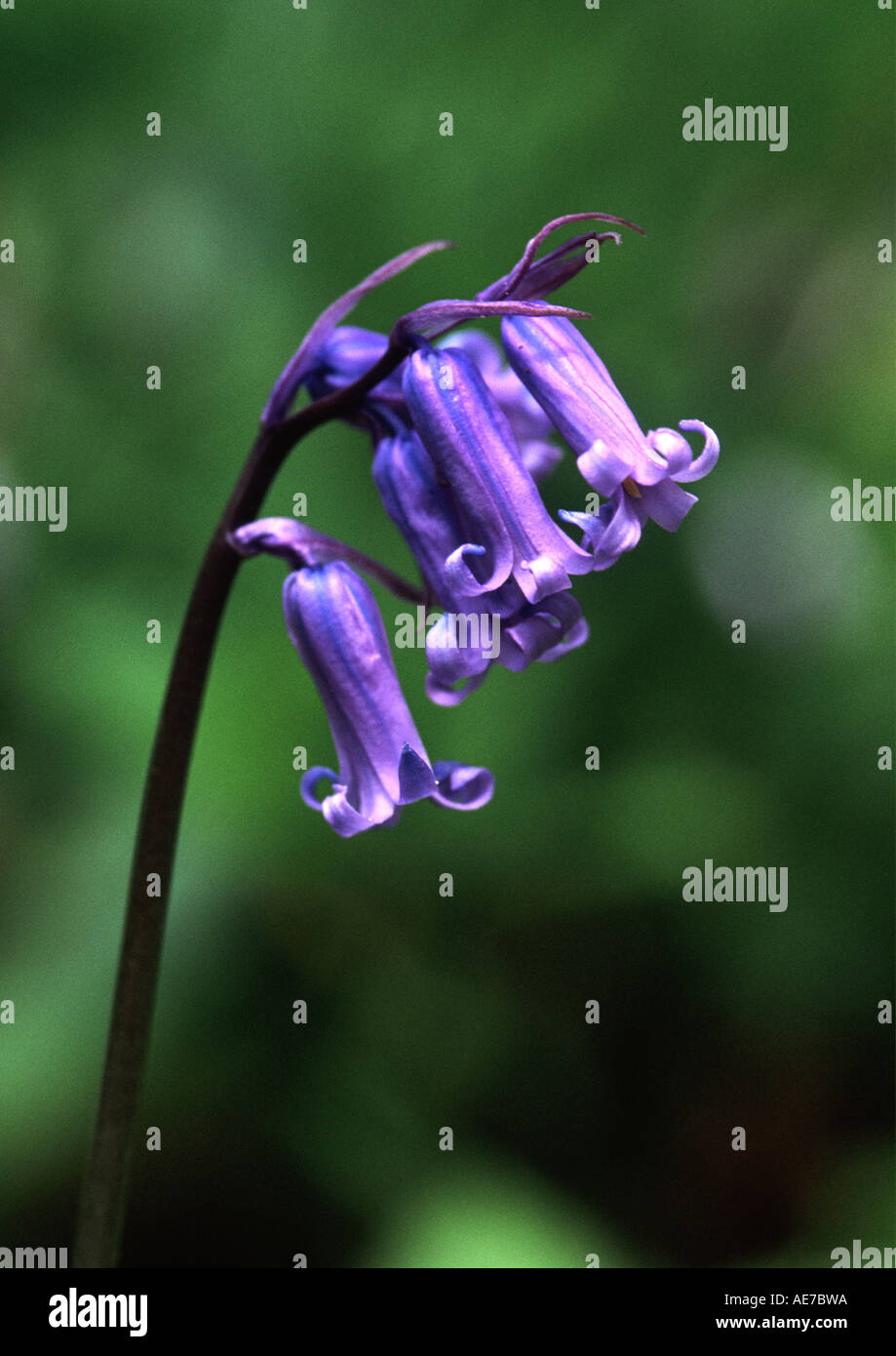 Blue bell 333 Stock Photo - Alamy