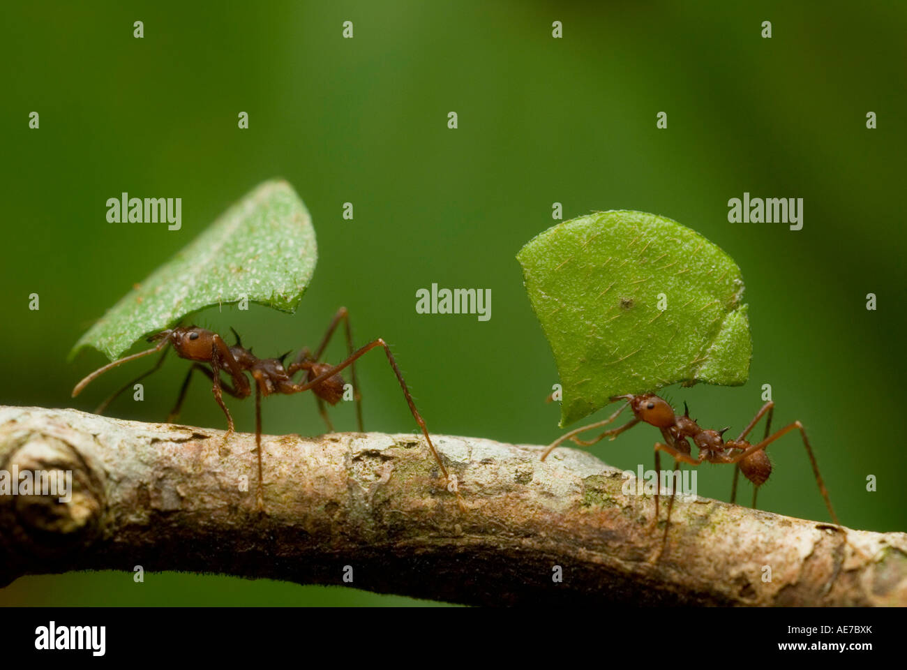 LEAF-CUTTER ANT carrying leaf Stock Photo - Alamy