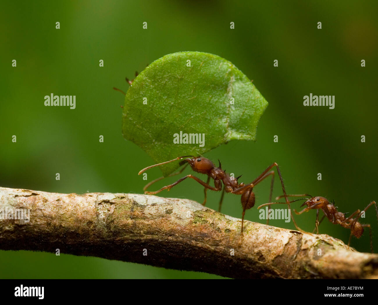 LEAF-CUTTER ANT carrying leaf Stock Photo - Alamy