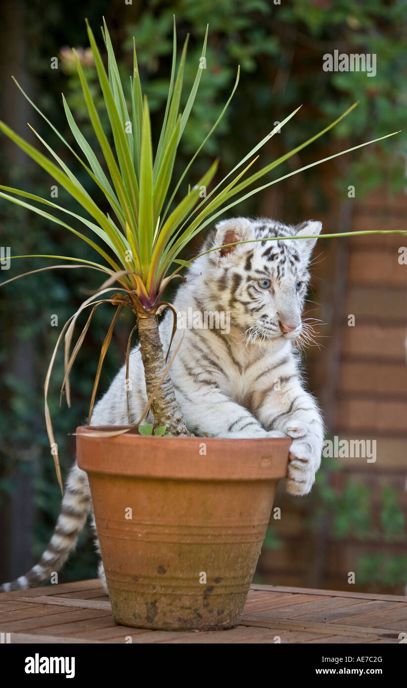 Buster the six week old White Tiger cub who is being hand reared by ...