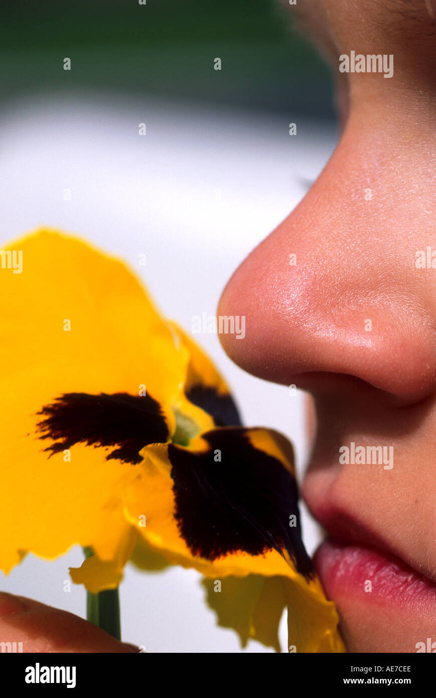 Close up image of a child s nose smelling a flower Stock Photo - Alamy