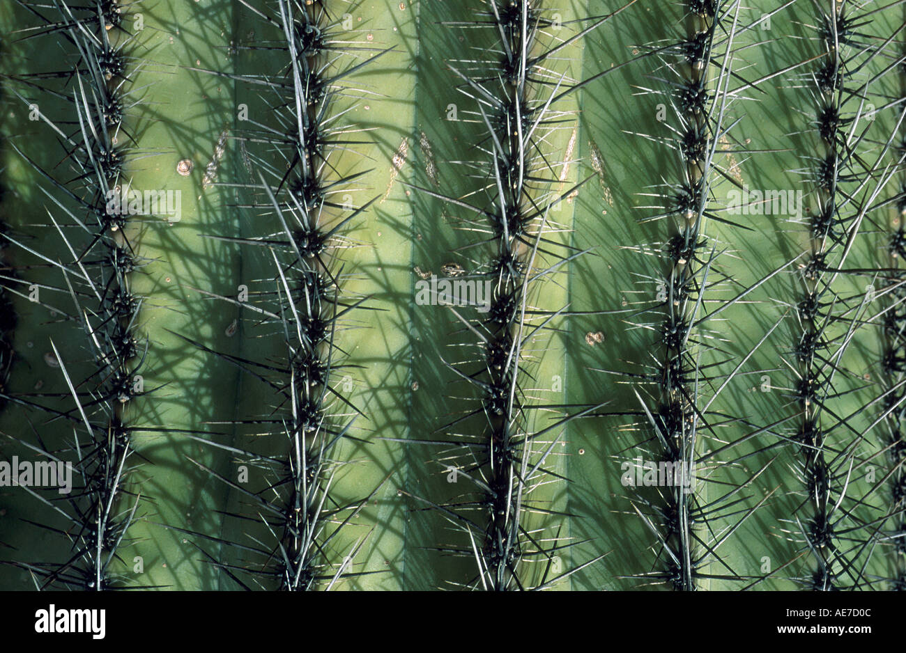 Extreme close up of saguaro cactus needles Stock Photo - Alamy