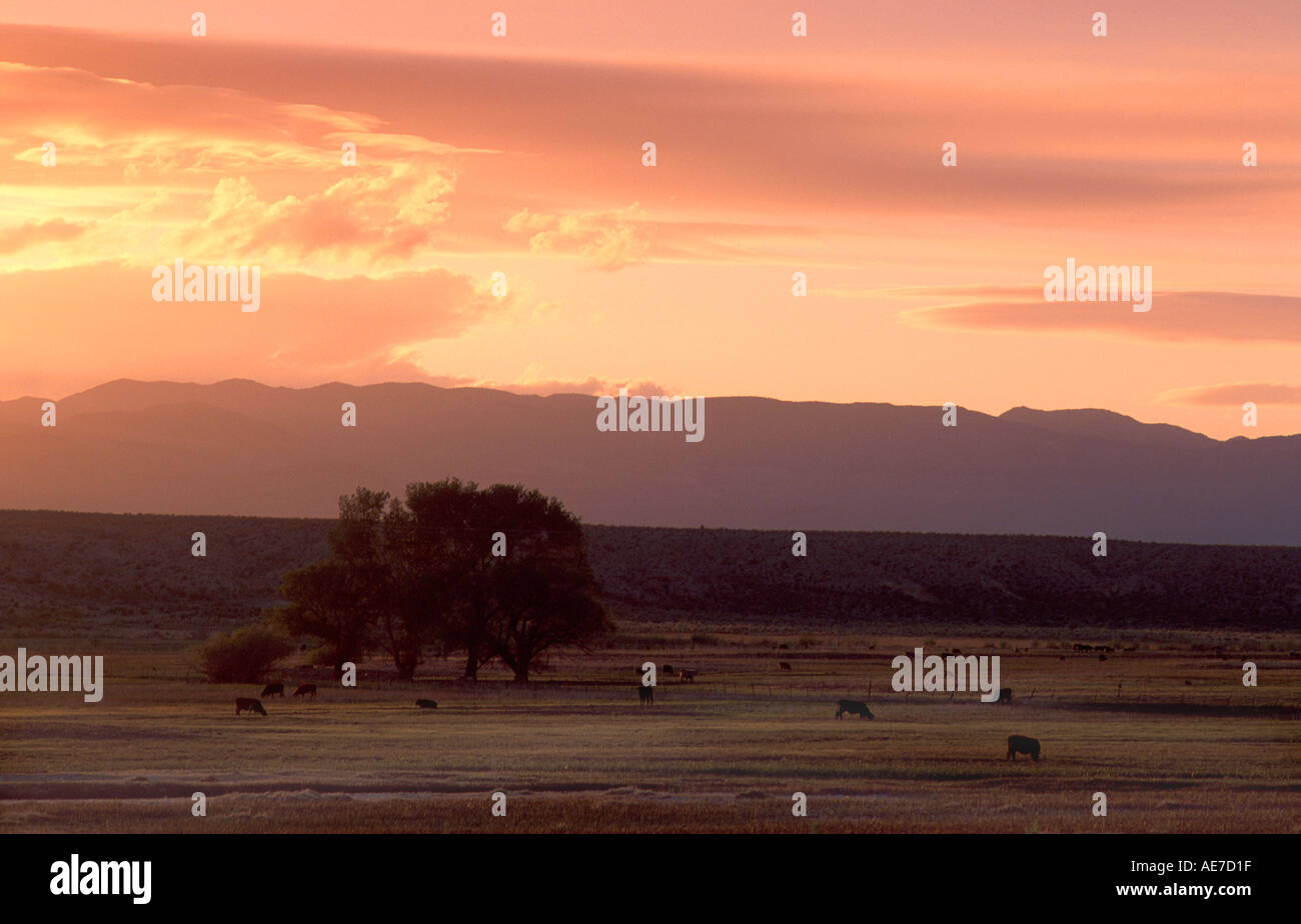 Alamo nevada hi-res stock photography and images - Alamy