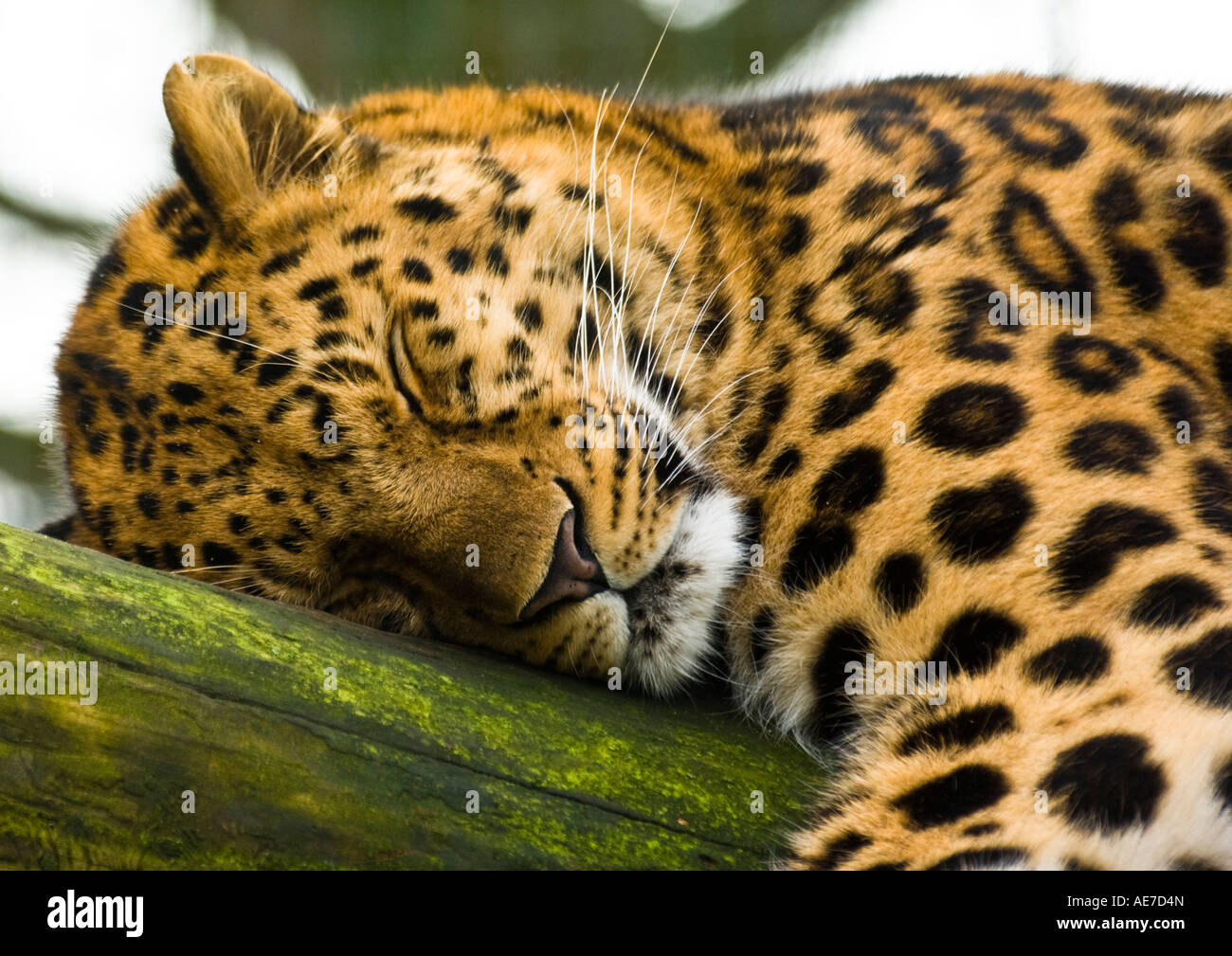 Amur leopard spots hi-res stock photography and images - Alamy