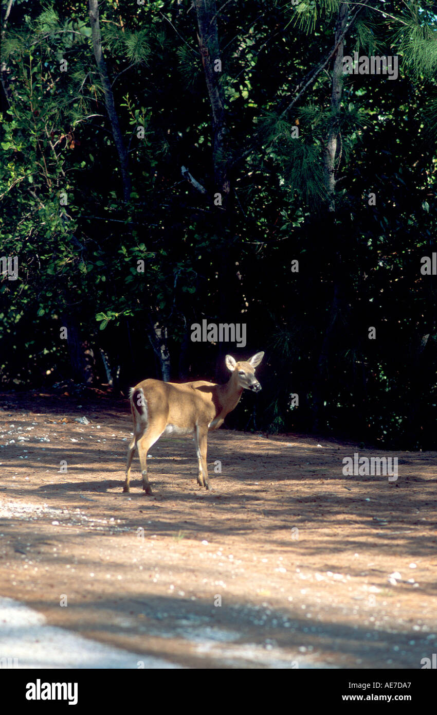 Everglades deer in Big Pine Key Florida Stock Photo - Alamy