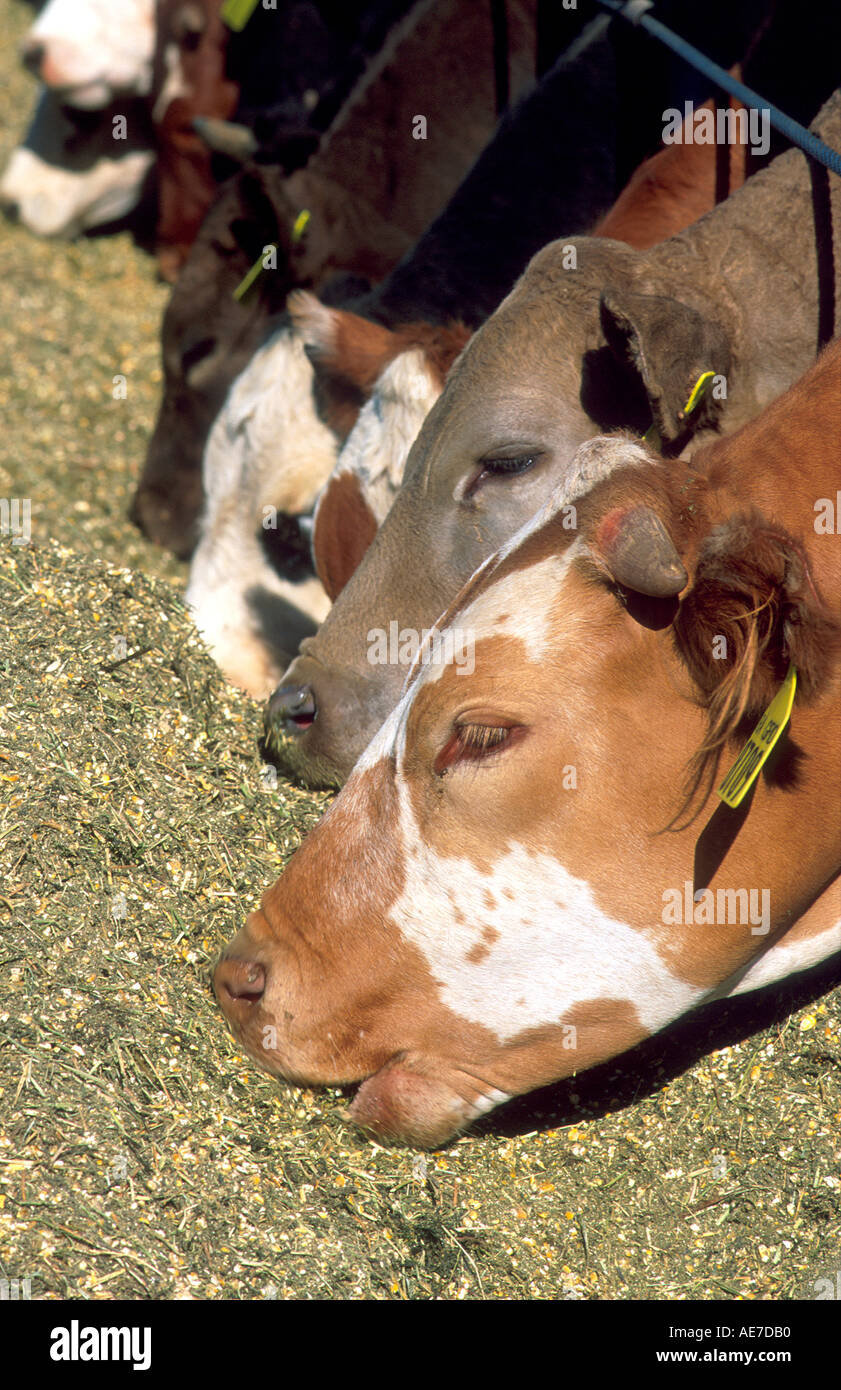 Cattle eating at a feedlot in Idaho Stock Photo - Alamy