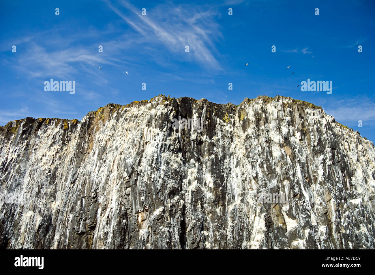 Bird droppings covering the cliffs of the Isle of May Firth of Forth ...