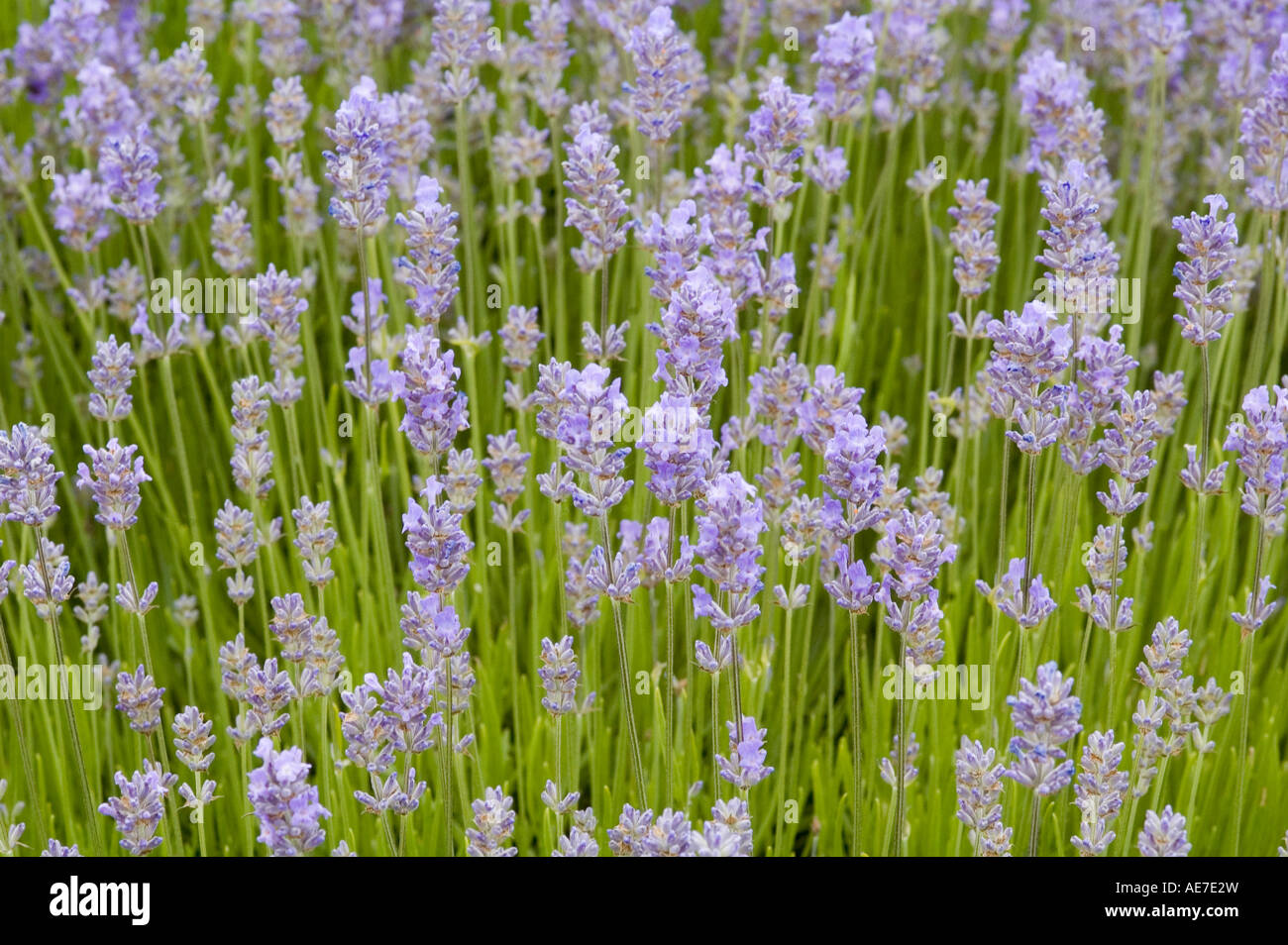 Light blue lavender Lavandula angustifolia Cedar Blue drift Stock Photo ...