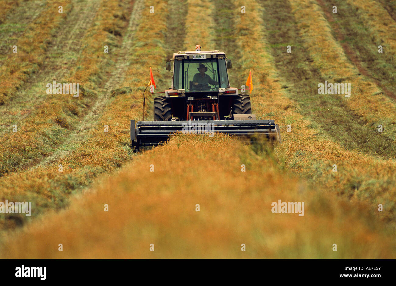 Pyrethrum Cinerariaefolium High Resolution Stock Photography and Images ...