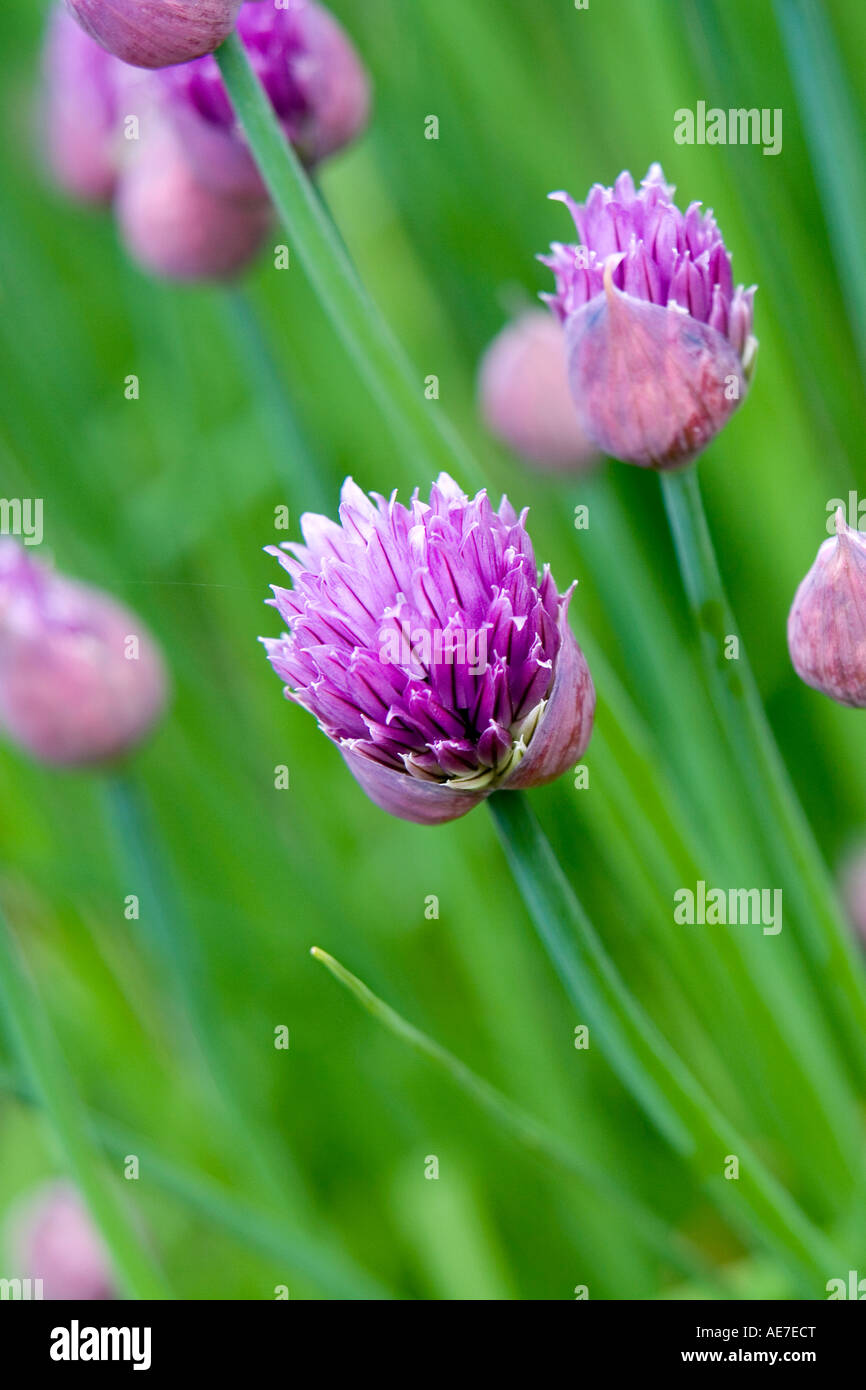 Allium schoenoprasum. Chive flowers Stock Photo - Alamy