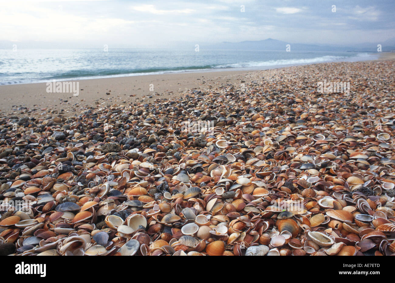 Shell Covered Beach,Restinga, Smir,Morocco Stock Photo - Alamy