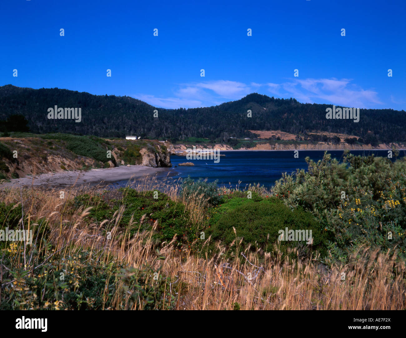 Ano Nuevo Nature Reserve, San Mateo County, California Stock Photo - Alamy
