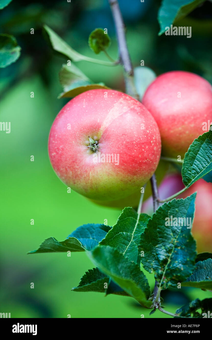 Eating apples variety Katya ripening on the tree in an English orchard ...
