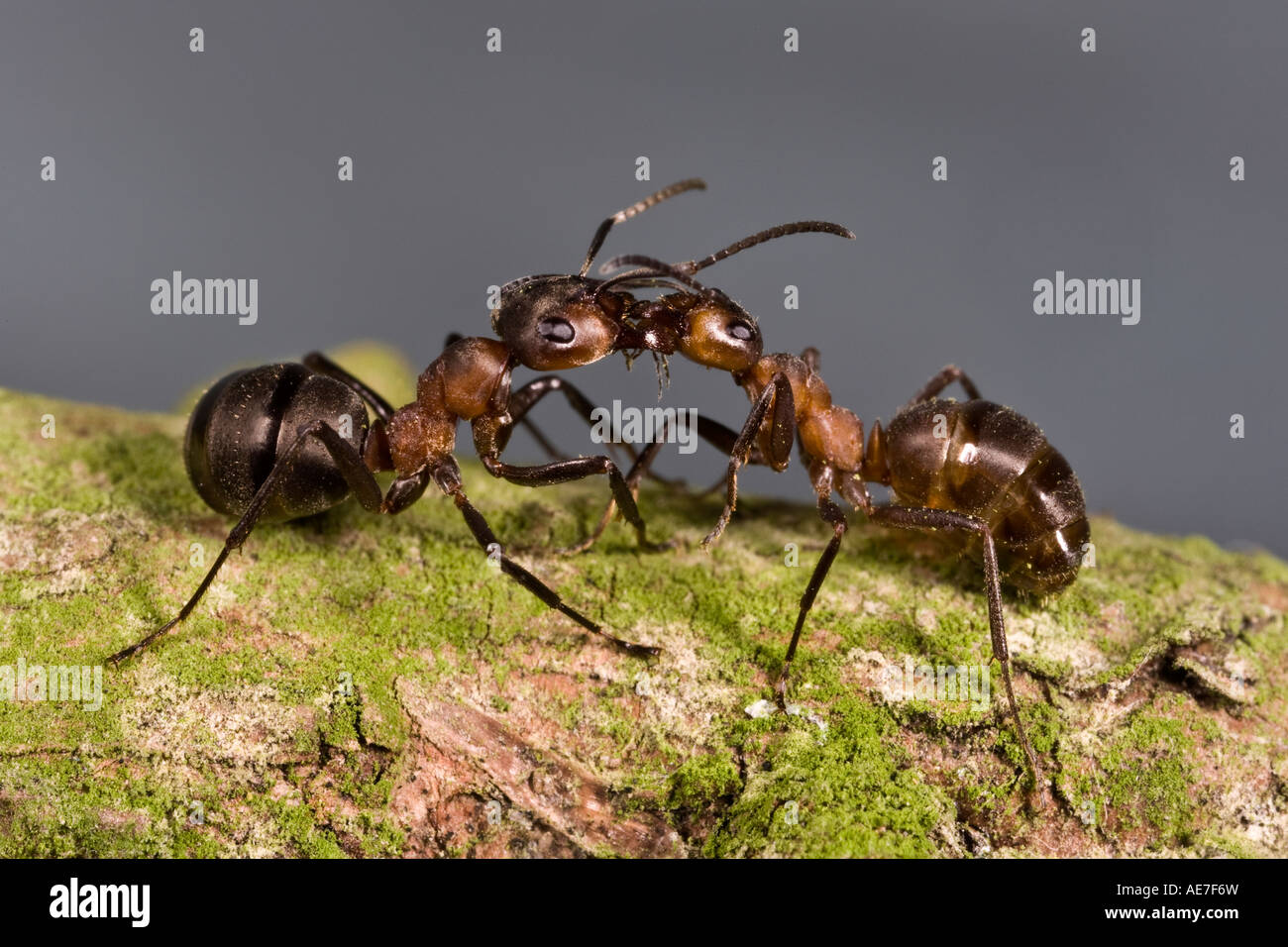 Wood Ant Formica rufa one ant feeding another Maulden wood Bedfrodshire ...