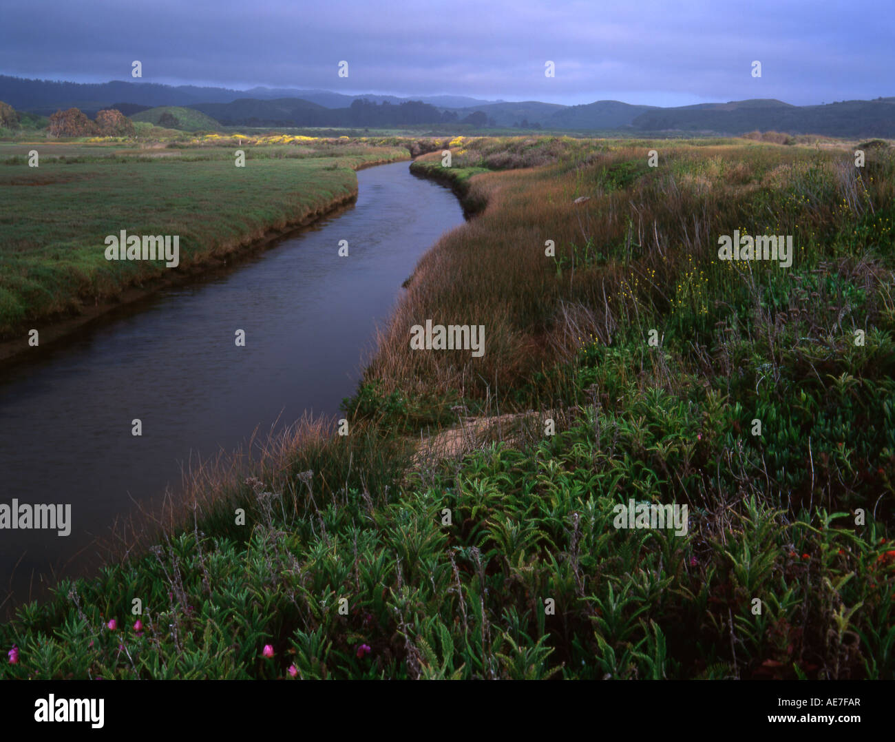 Pescadero marsh, California, USA Stock Photo - Alamy