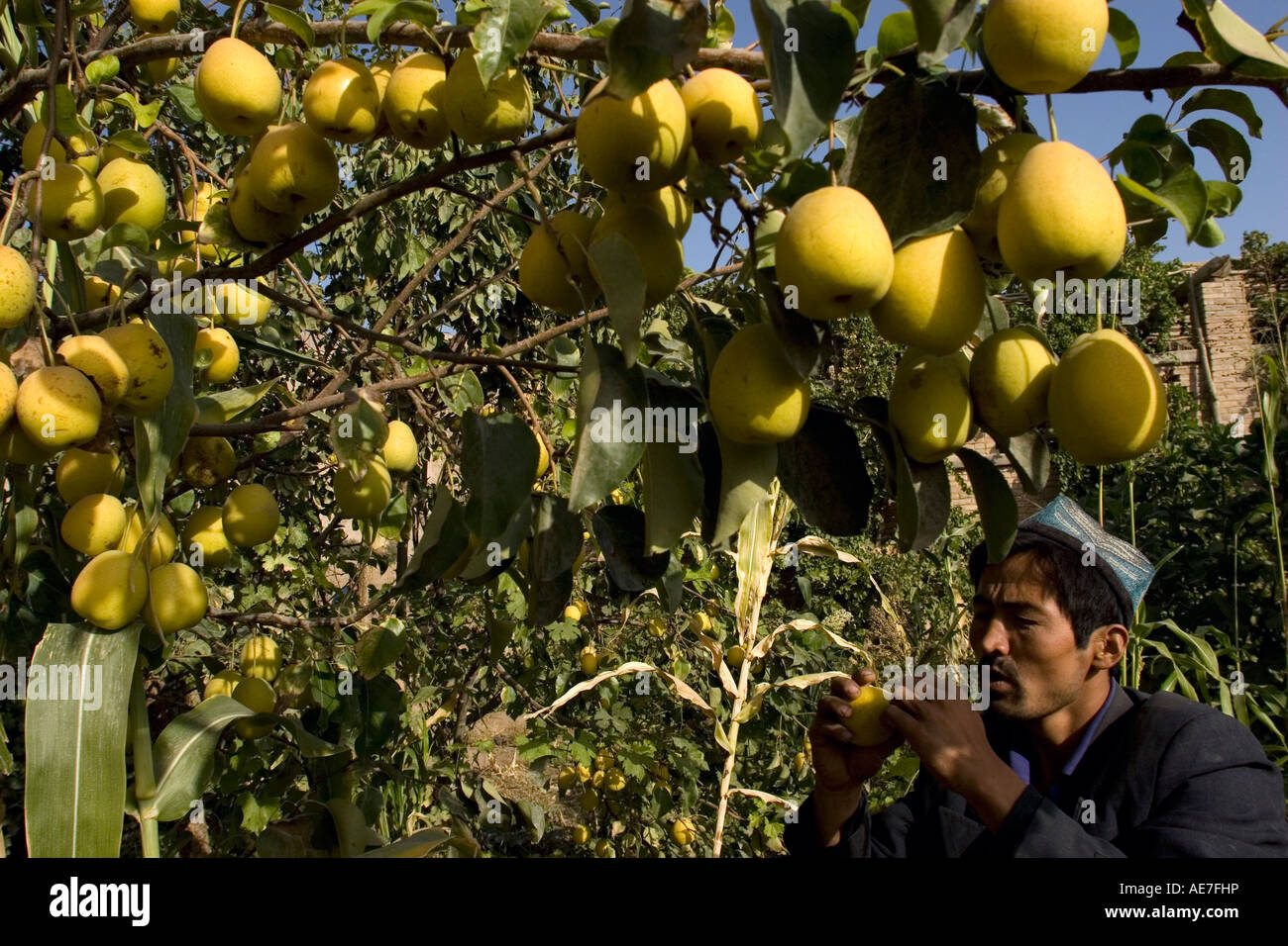Man picks fruit off tree in village near turpan hi-res stock ...