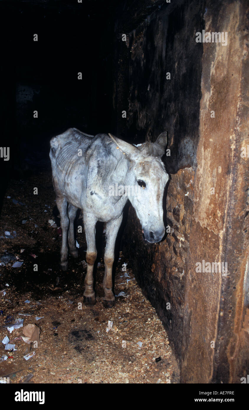 Starving thin poor badly treated neglect suffering fez cruel sad wrong ...