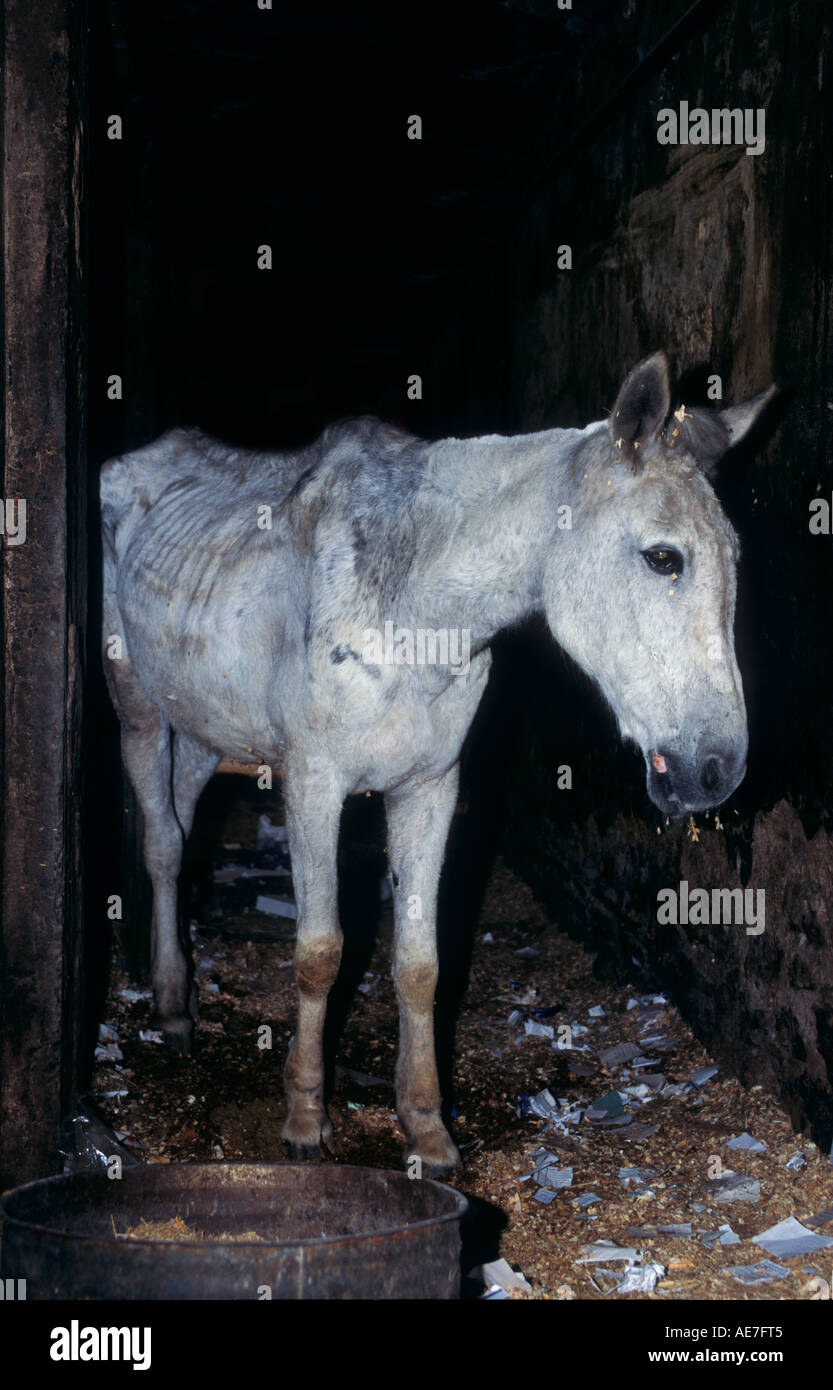 Death marco moroccan souk hi-res stock photography and images - Alamy