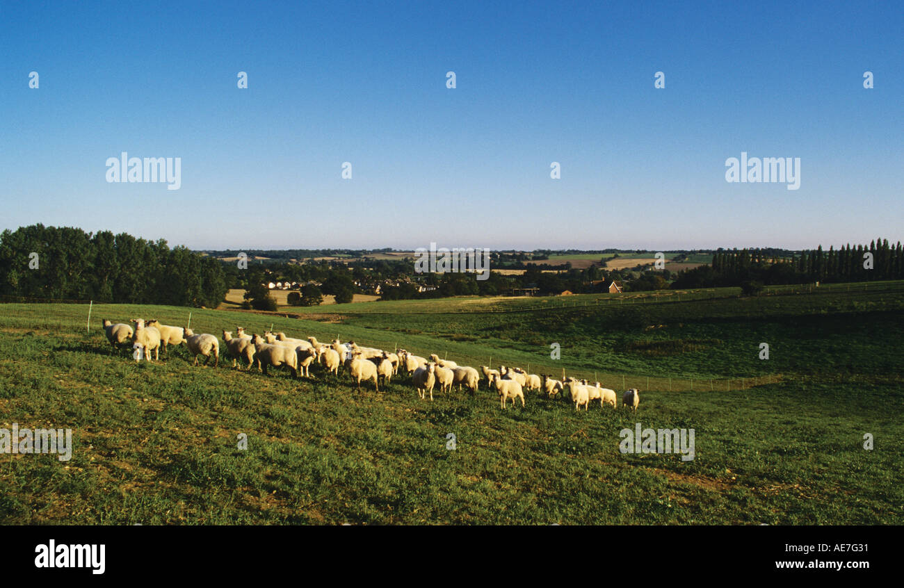 Flock of Suffolk Sheep on small holding above the village of Nayland in ...