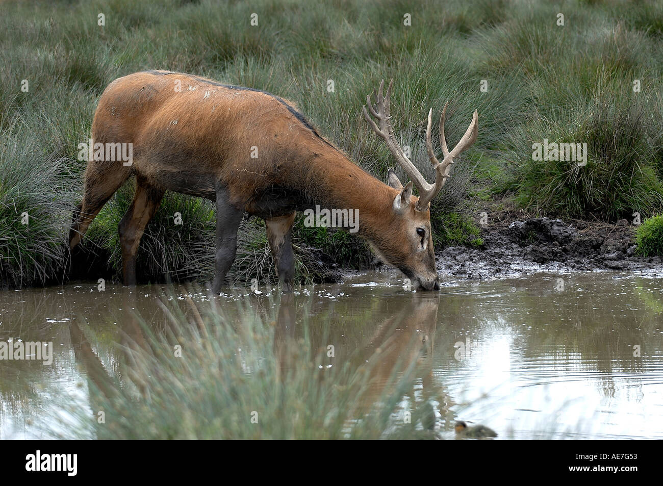 Pere david hi-res stock photography and images - Alamy